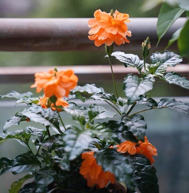 The sun-resistant flower and bird's tail flower with buds is a potted ...