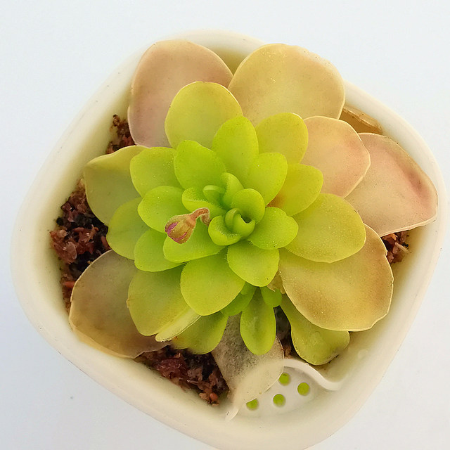 Insect-catching Viola Essati Mirador Kondo Potted Carnivorous Plants ...