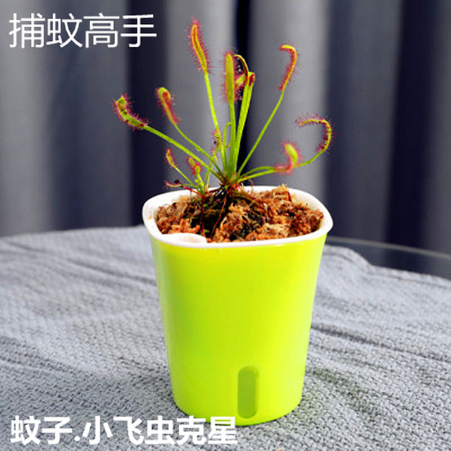 Cape sundew mosquito catching small flying insect master red and white ...
