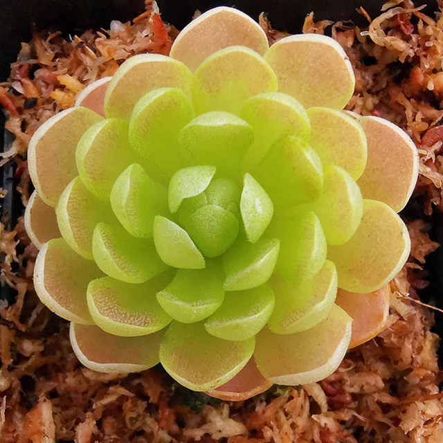 Insect-catching Viola Essati Mirador Kondo Potted Carnivorous Plants ...