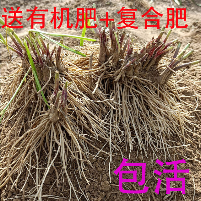 Leek root seedlings are now dug with red and purple roots and small ...