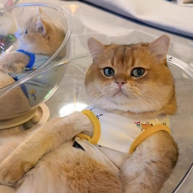 Space capsule cat nest is warm in winter and can be used in all seasons ...