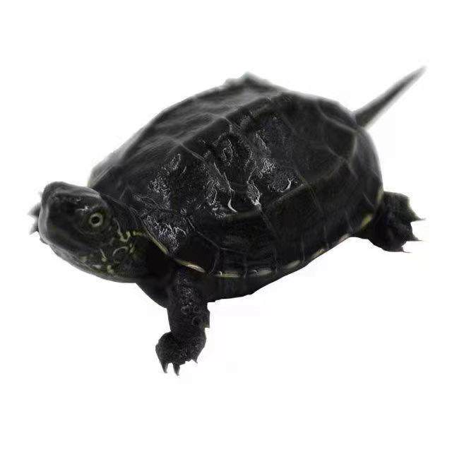 The little turtle, all black belly, Chinese tortoise seedlings, live ...