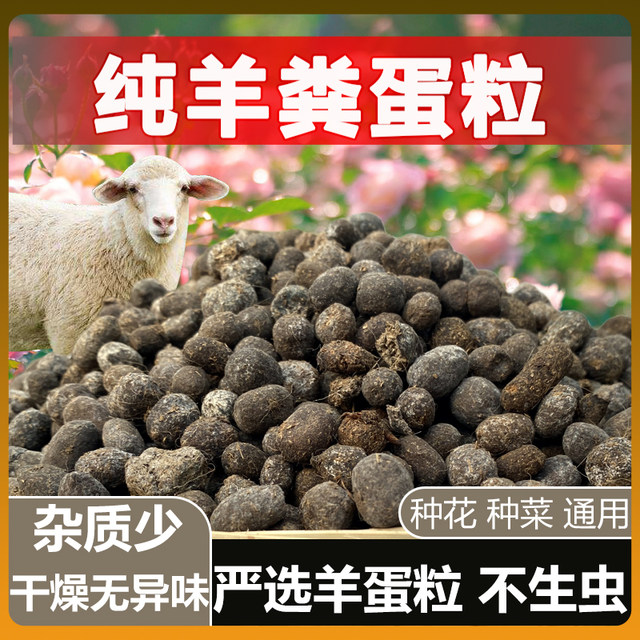 Rotten cooked sheep manure fermentation organic fertilizer and eggs ...