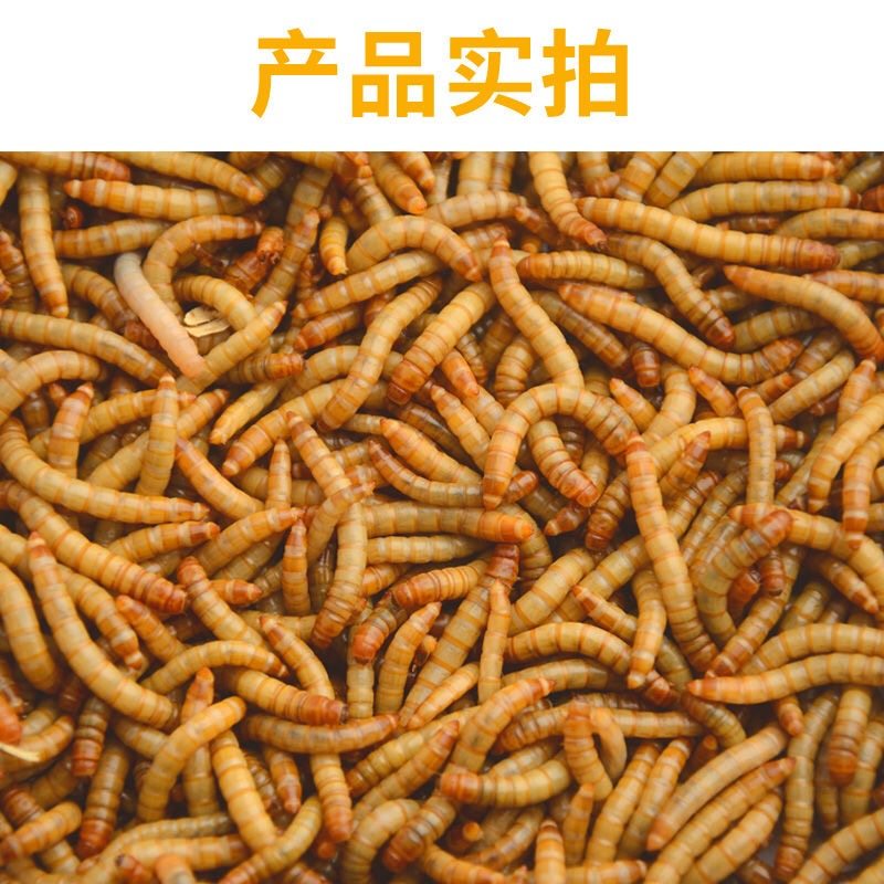 Breadworm live mealworm live insect parrot fish arowana turtle thrush ...