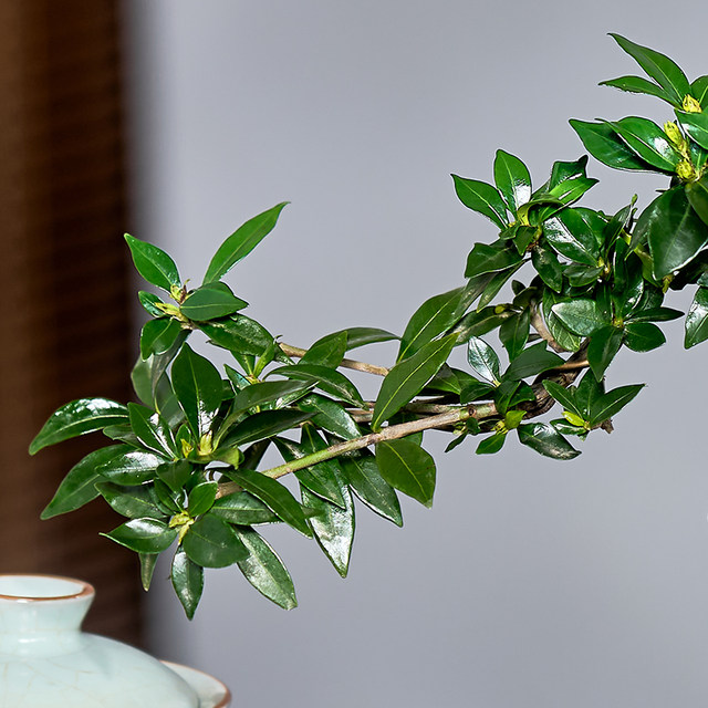 Gardenia cliff floating branch shape bonsai indoor living room study ...