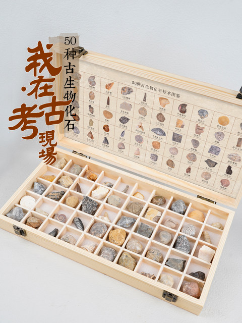 Ancient gifts of 50 kinds of natural mineral fossil specimens sets of ...