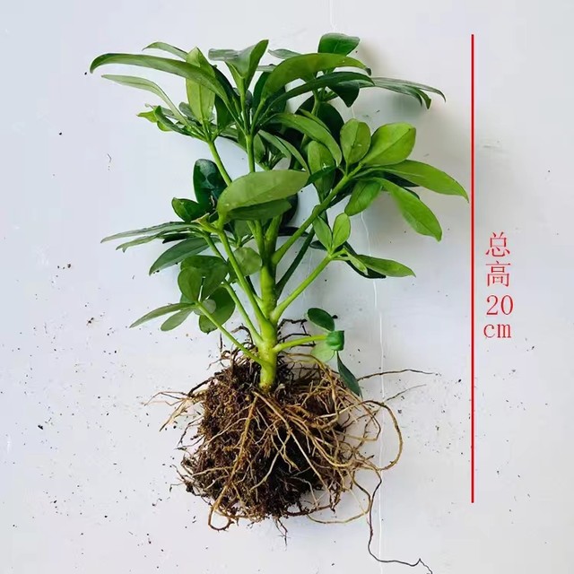 Duck foot wood potted indoor plant attracts wealth from all directions ...