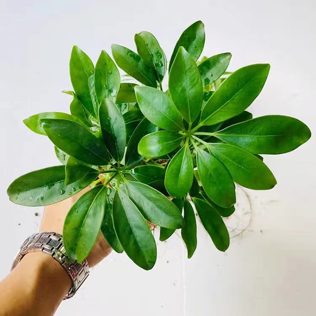 Duck foot wood potted indoor plant attracts wealth from all directions ...