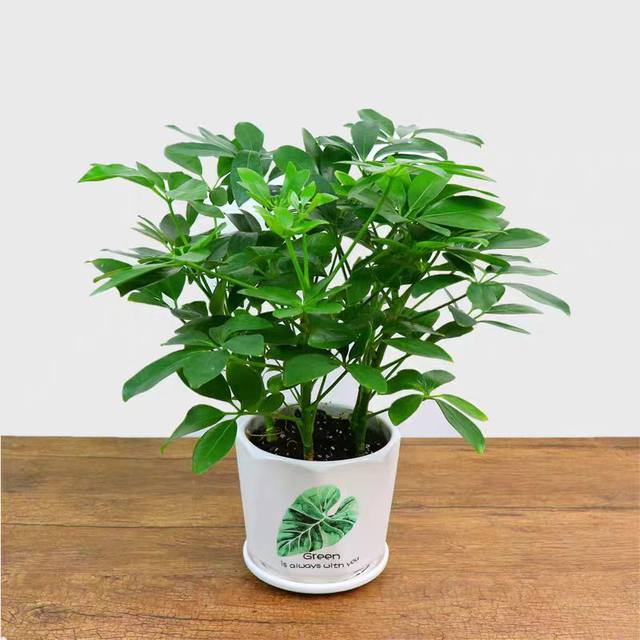Duck foot wood potted indoor plant attracts wealth from all directions ...
