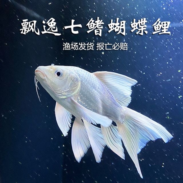 Taiwan purebred butterfly carp platinum sphere dragon butterfly carp ...