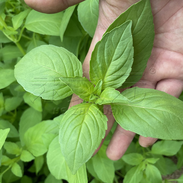 Big-leaf Nepeta seedlings potted catnip four seasons big-leaf Nepeta ...