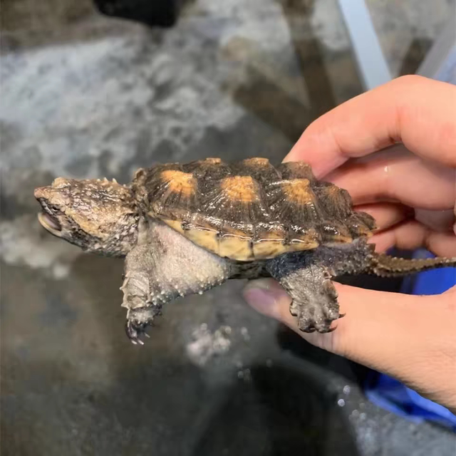 North American small snapping turtle hatchling, live pet turtle ...