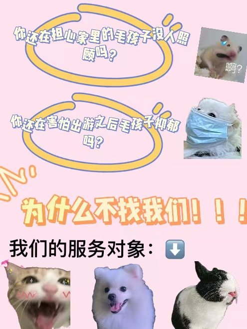 Shenzhen feeds pet cats and shovels food during the Spring Festival ...