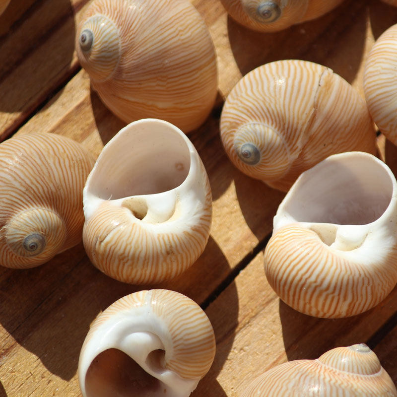 Natural Conch Shell Coral Rare True Corrugated Conch Shell Specimen ...