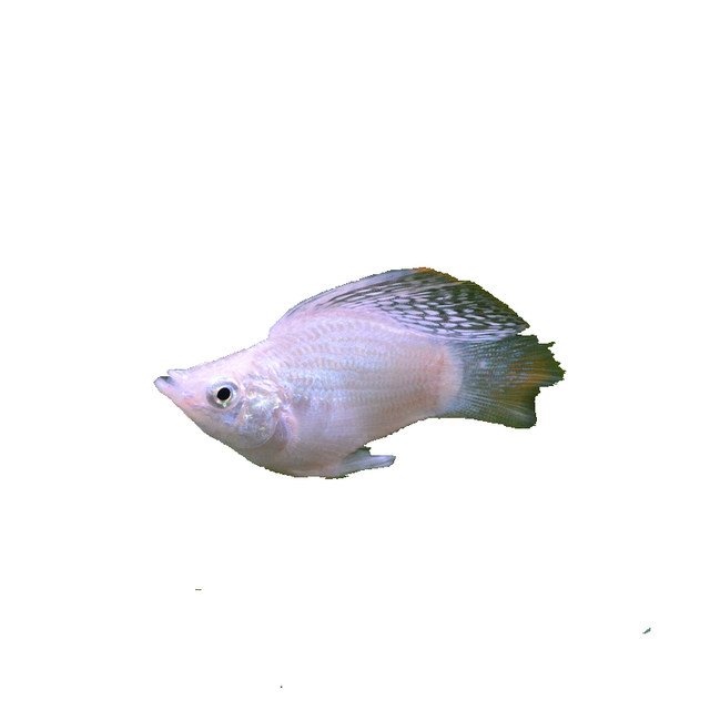 Mary Ball Fish Mask Tool Fish Small ornamental Fish Live Tropical Fish ...