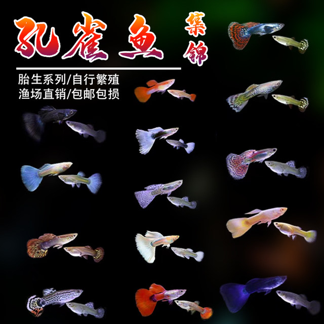 Peacock fish small fish seedlings living gloves purebred tropical ...