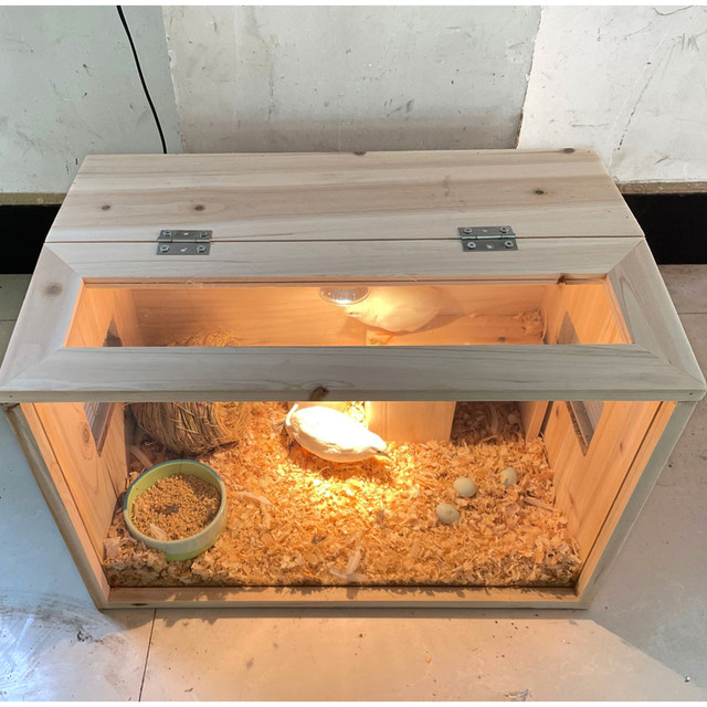 Rudin chicken breeding box Ludin chicken live parrot Cole duck bird ...