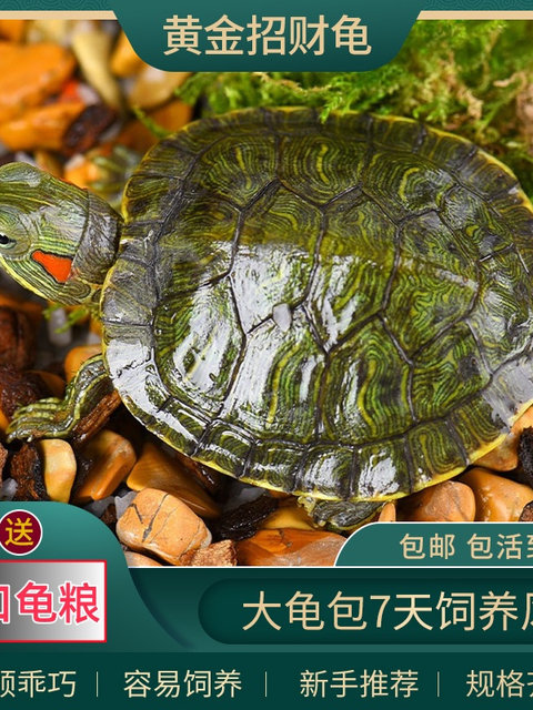 Golden Brazilian Turtle Turtle Live Pet Small Turtle Seedlings Live ...