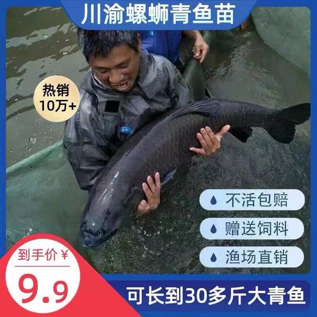 Authentic snail herring fry, large fast grass carp fry, crucian carp ...