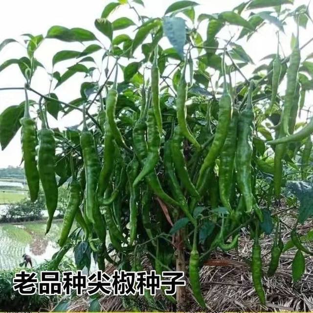 Hunan's local pepper seeds are old varieties of pepper seeds that can ...