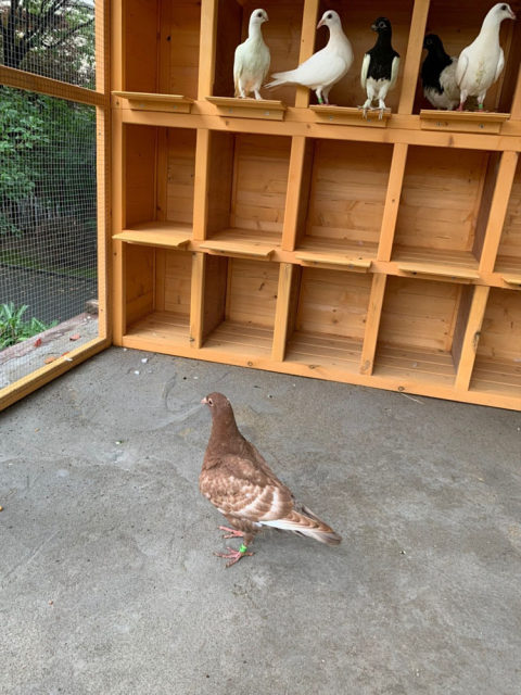 Outdoor Pigeon Breeding Cage, Pigeon House, Racing Pigeon Cage, Meat ...