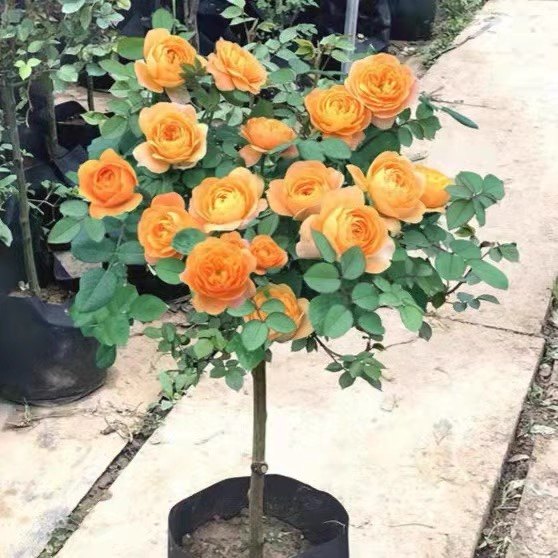 Dwarf lollipop high-quality tree-shaped rose flower seedlings, large ...