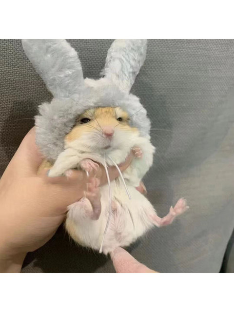 Internet celebrity pink pink pink pink pets to send cubs, cubs, North ...