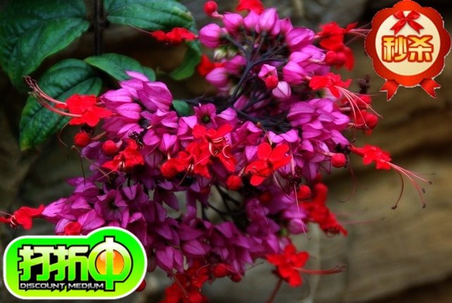 Hot Safflower Dragon Tuzhu Flower Seedling Kirin Tuzhu Florals Flower ...