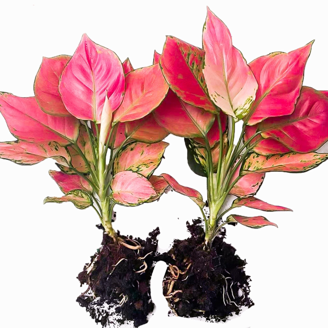 Ruyi Queen Geely Wannian Red Hydroponic Green Plants Office in the ...