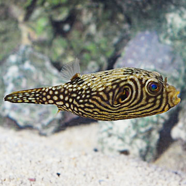 Ornamental fish, dog-headed dolphin, Japanese pufferfish, fun, cute and ...