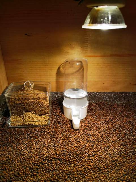 Rudin Chicken Transparent Box Drinking Sink Feeder Chicken Square Box ...