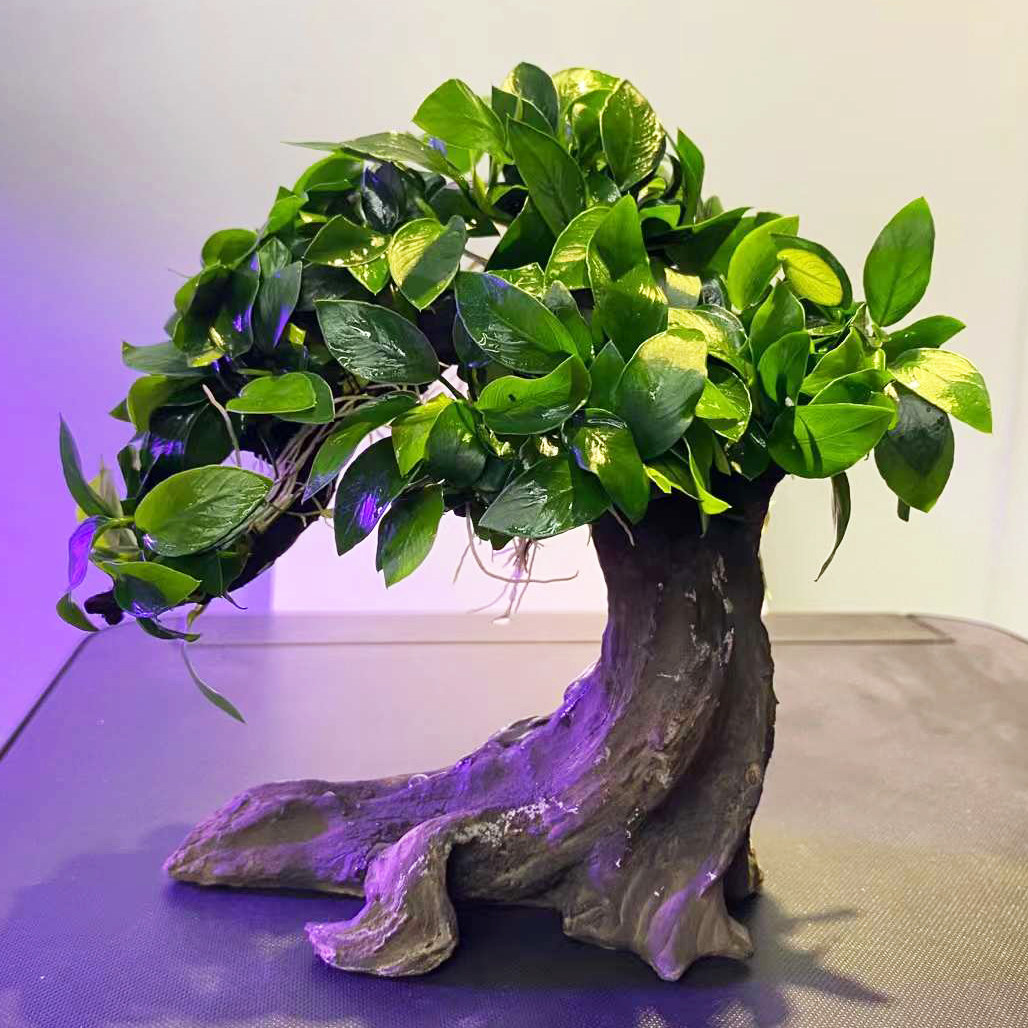 Hybrid small banyan waterweed wealth tree fish tank grass tank ...