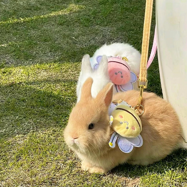 Rabbit traction rope for rabbit walking rabbit special anti-breaking ...
