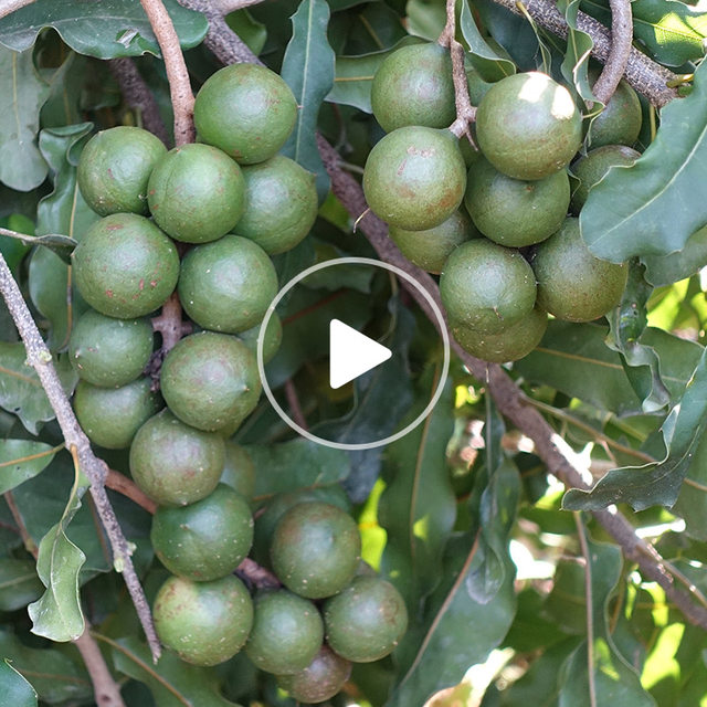 Macadamia nut saplings, macadamia nut grafting with cup saplings ...