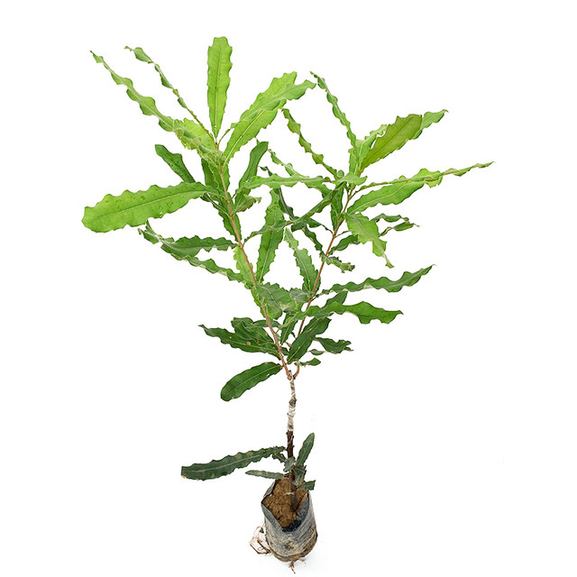 Macadamia nut saplings, macadamia nut grafting with cup saplings ...