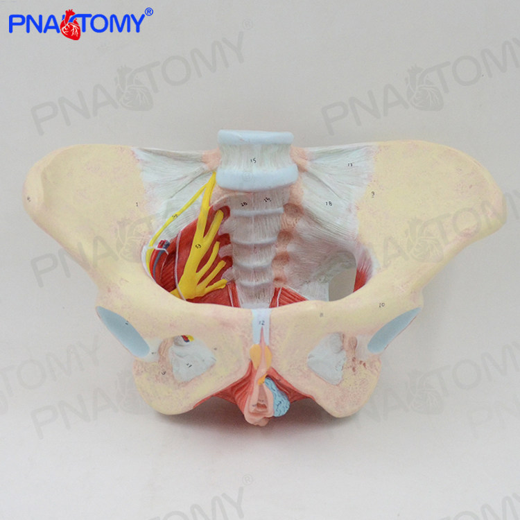 Medencefenék izmai - Mini medence (mozdulatlan) ideggyökerekkel | Pnatomy