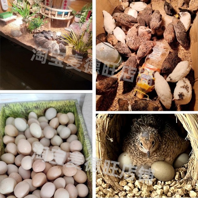 Zhengda 900 rutin chicken egg-laying feed quail feed small rutin ...