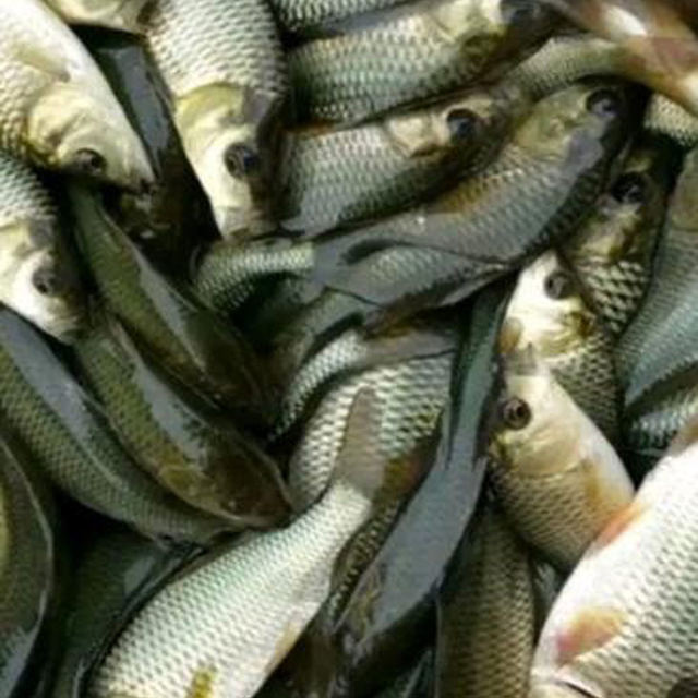 Large carp, grass carp, white silver carp, snail, Qingjian naked carp ...