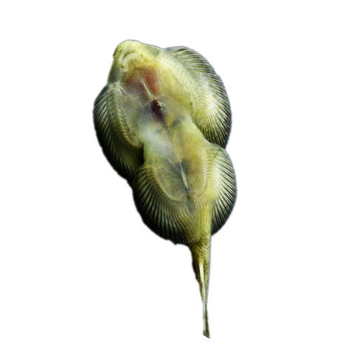 Cold water scavenger sucking loach, Guizhou rock climbing loach ...