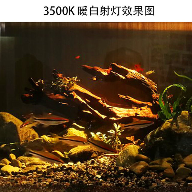 Fish tank spotlights, native South American rat fish, special-shaped ...