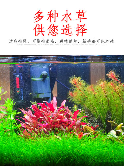 99 kinds of medium and background water grass carp tank aquarium grass ...