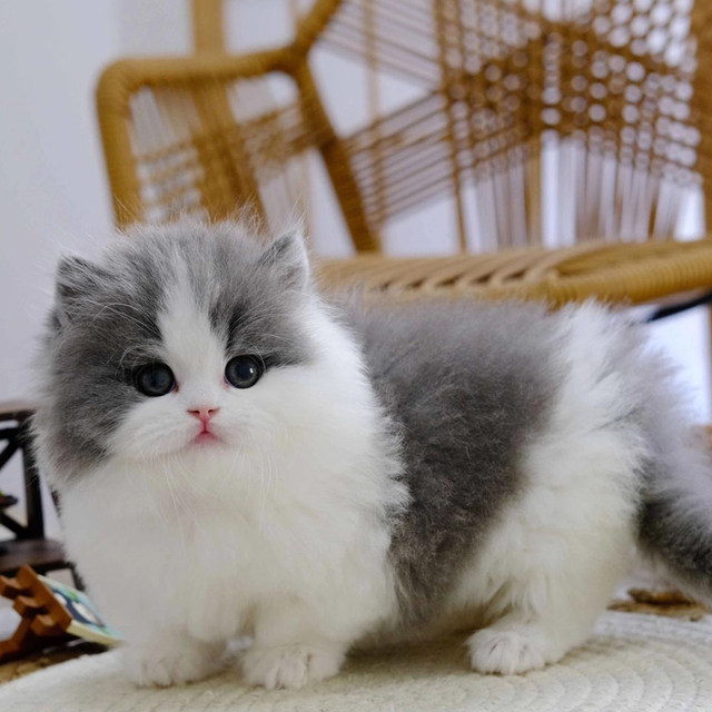 Shanghai local cat house Mankikang short-legged short-legged cat ...