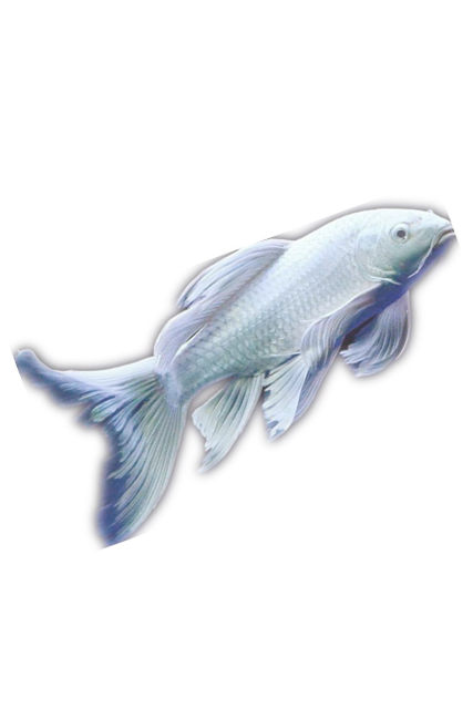 Taiwan butterfly carp authentic Platinum Dragon and Phoenix Ornamental ...