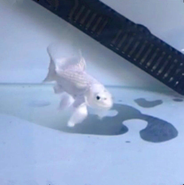 Taiwan Butterfly Carp Authentic Platinum Dragon Phoenix Ornamental Fish ...