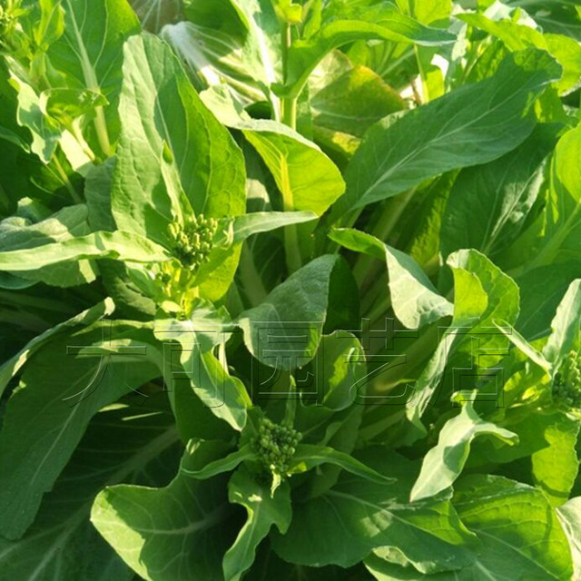 Sweet, crisp, early-maturing cabbage moss seeds, vegetable seeds ...