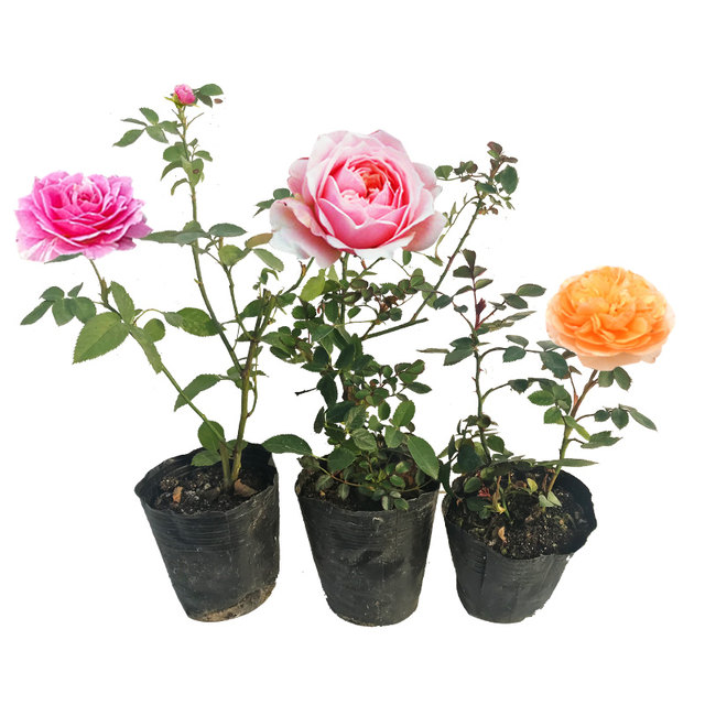 Juice balcony rose flower seedlings shrub large flower fragrant potted ...