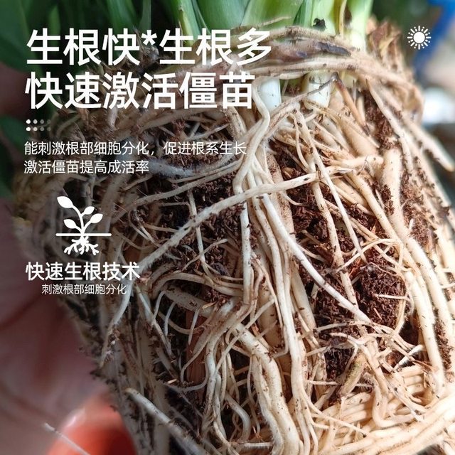 Powerful rooting powder for tree strong roots and strong seedlings ...