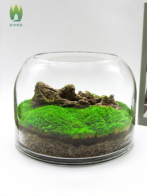 Hats Moss Motor Micro Landscape Ecological Bottle glass tank stuffy ...