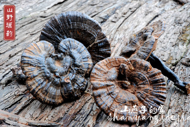 野生霊芝スライス - 广西耀山 - 250g